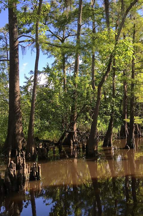 Big Thicket Association